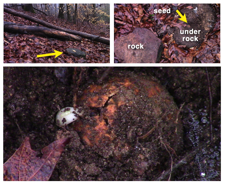 Propagating Torreya Taxifolia?